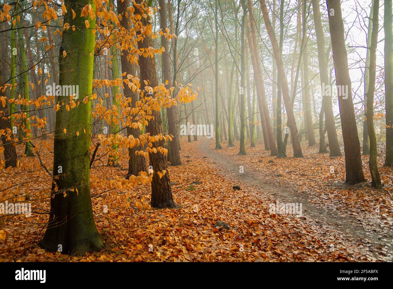 Woodland path with fog hi-res stock photography and images - Alamy
