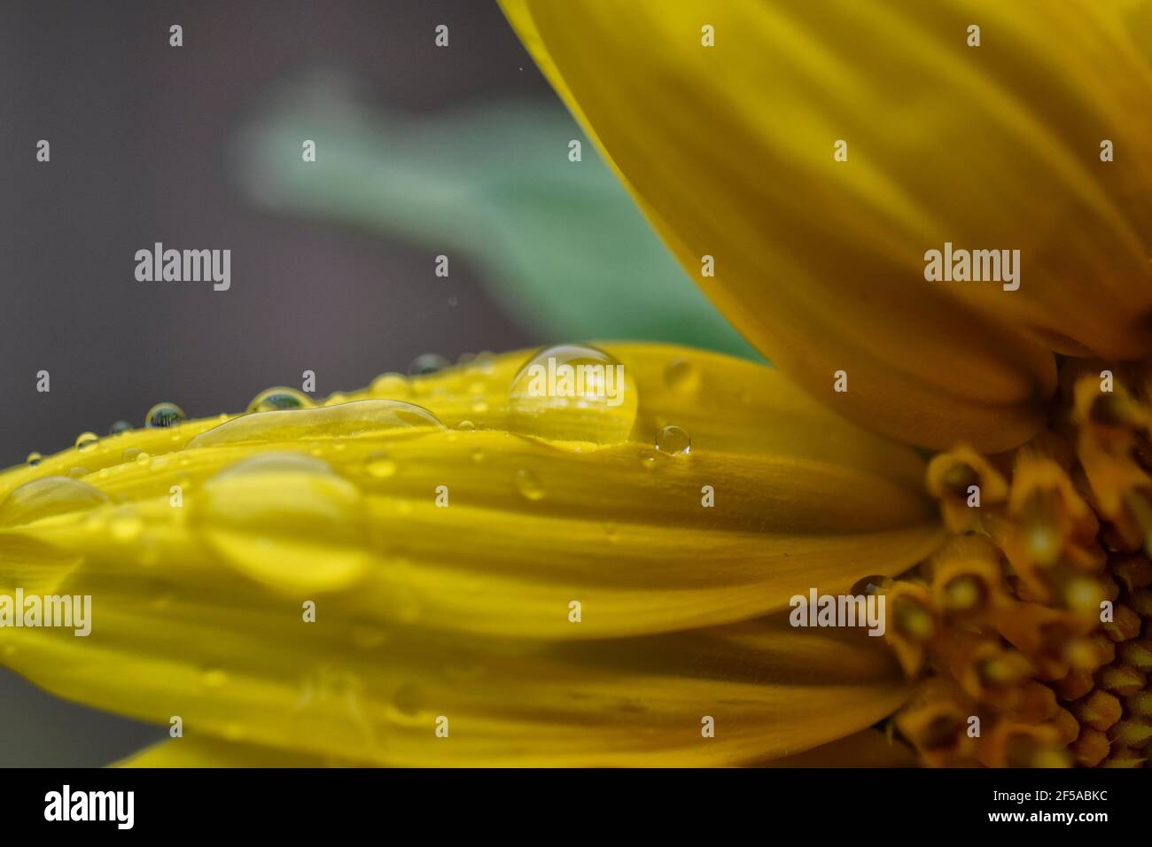 raindrops on yellow Helianthus 'Lemon Queen' flower Stock Photo - Alamy