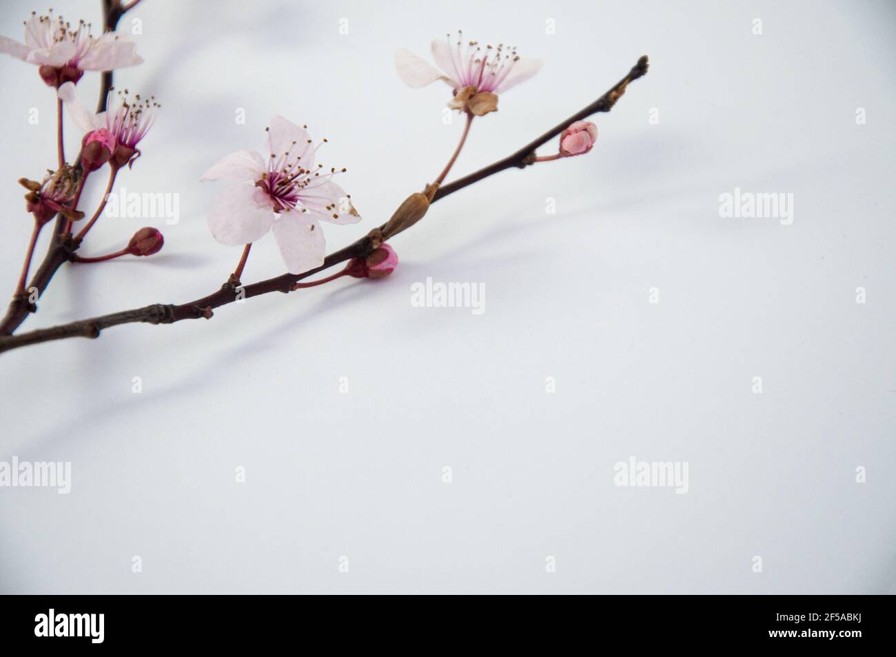 Creative cherry blossom branch close up on white background, spring ...