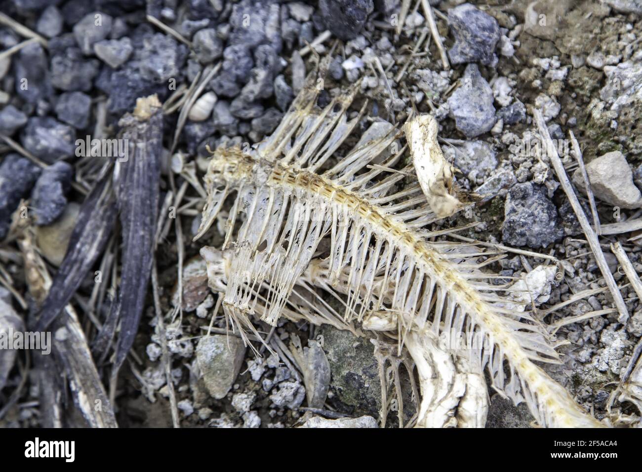 Fisherman cleaning fish in street hi-res stock photography and images ...