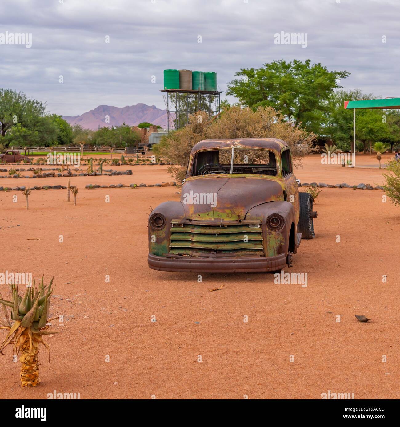 Namib desert beetle hi-res stock photography and images - Alamy