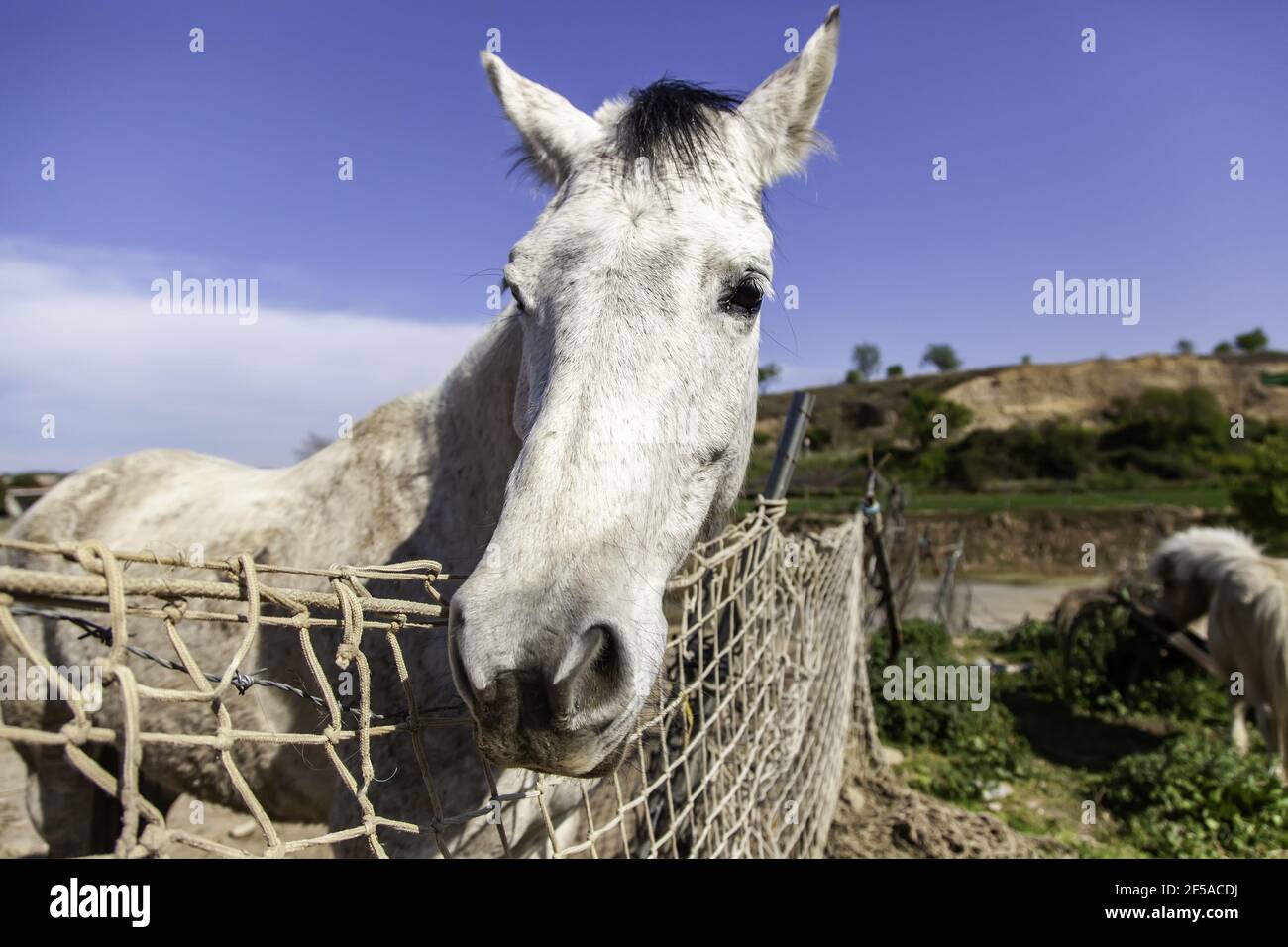 White horse in stable, wild mammal animals Stock Photo - Alamy