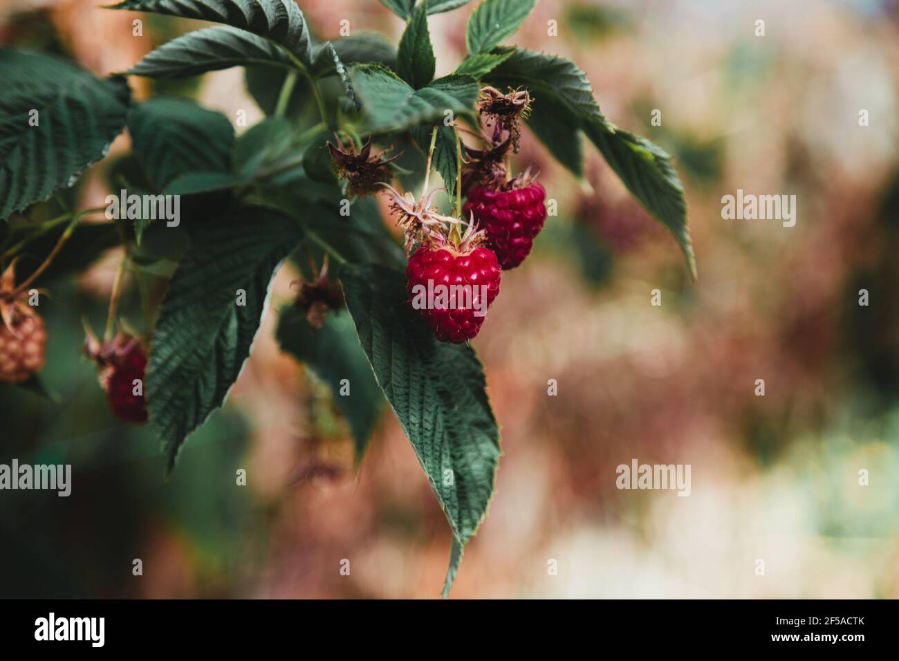 Strawberry and raspberry farm growing in greenhouses Stock Photo - Alamy