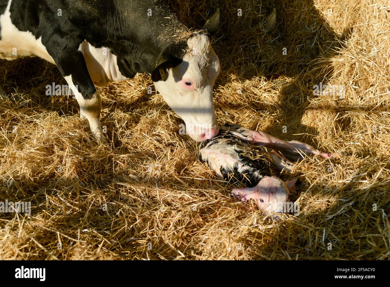 newborn holstein calf Stock Photo - Alamy