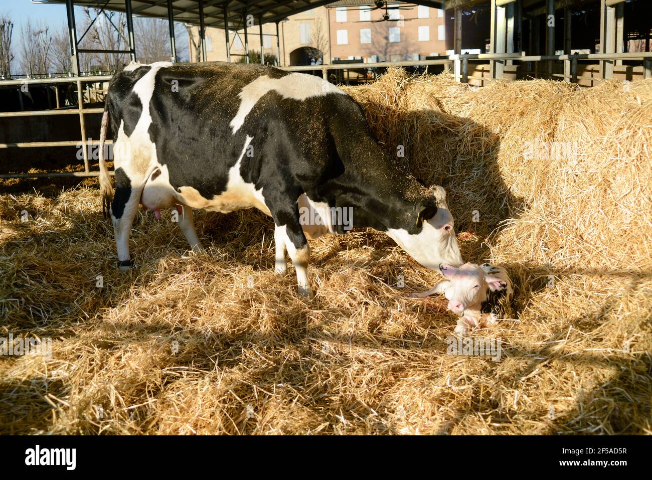 newborn holstein calf Stock Photo - Alamy