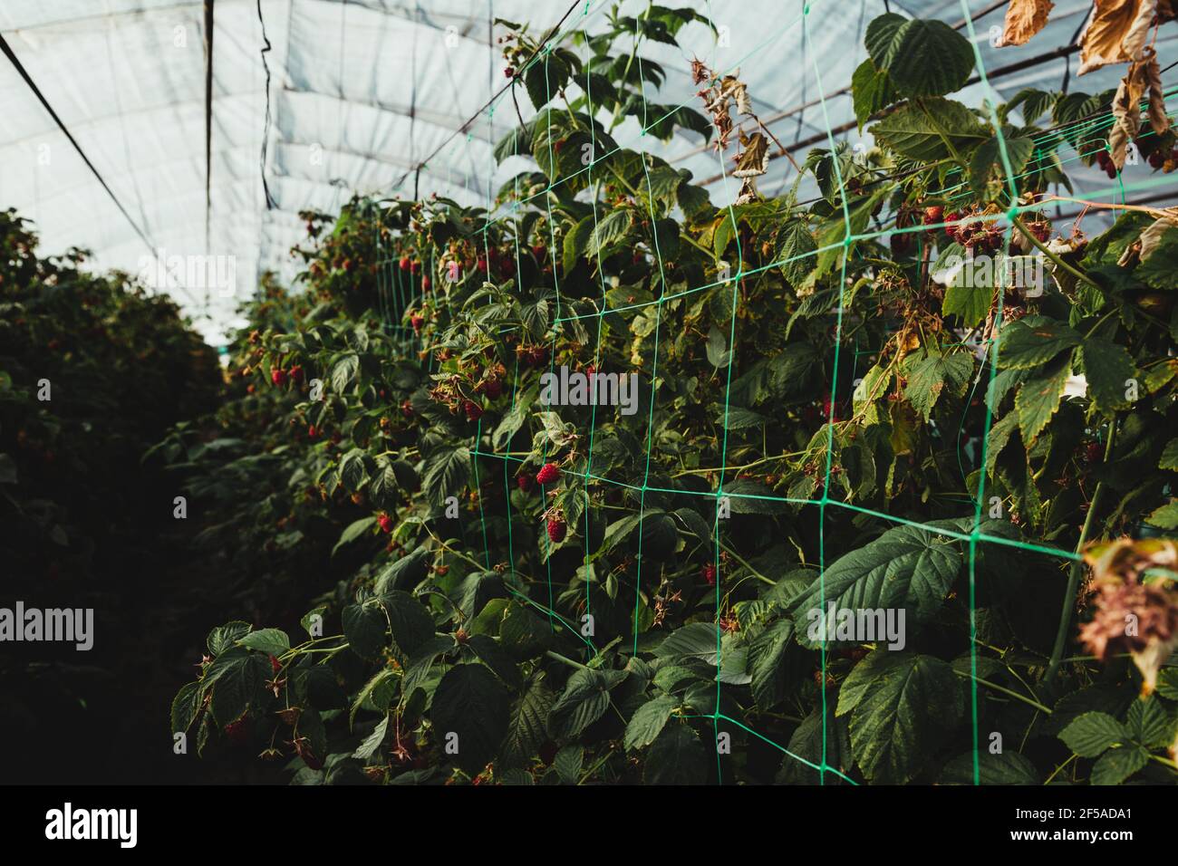 Fruit greenhouses ready for planting and harvesting. raspberries and ...