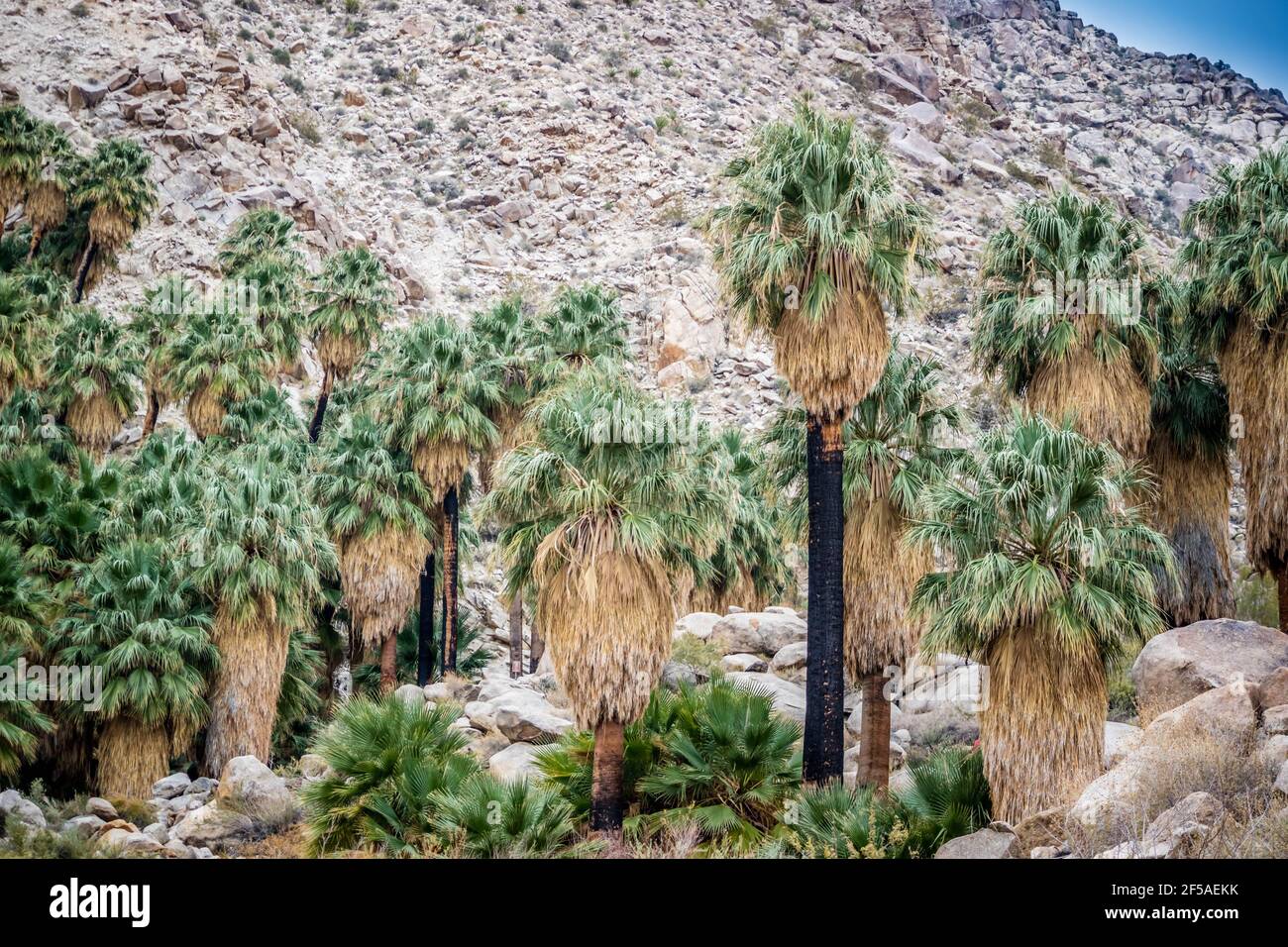 Trees of joshua tree hi-res stock photography and images - Alamy