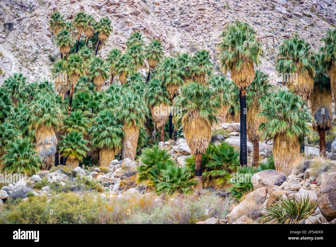 Joshua Trees in Joshua Tree National Park Stock Photo - Alamy