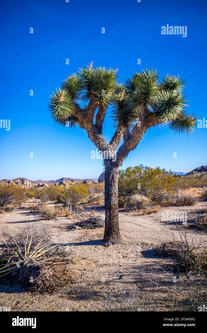 Trees of joshua tree hi-res stock photography and images - Alamy