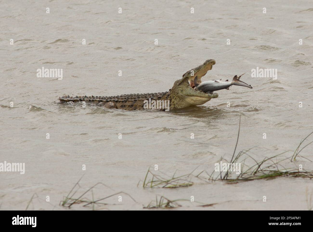 The Nile crocodile was able to swallow the bull shark whole. EASTERN ...