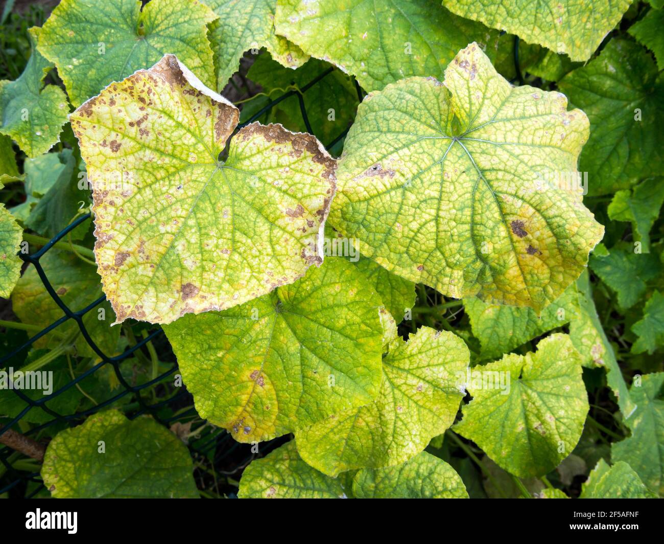 Cucumber leaf infected with downy mildew Stock Photo - Alamy
