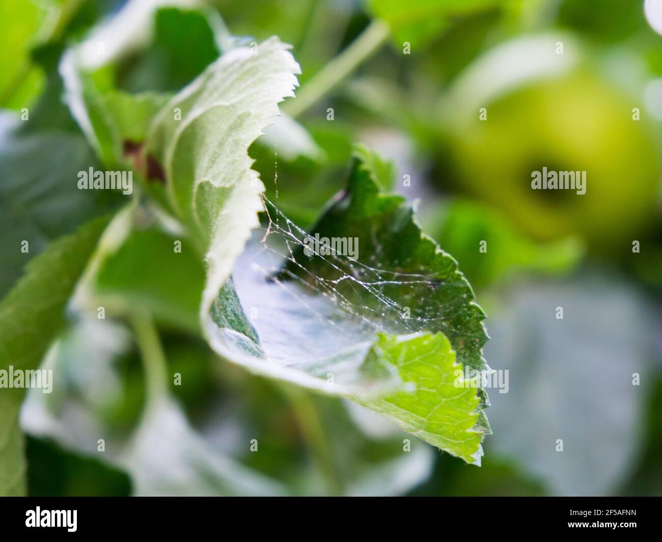 Apple tree leaves affected by spider mites Stock Photo - Alamy