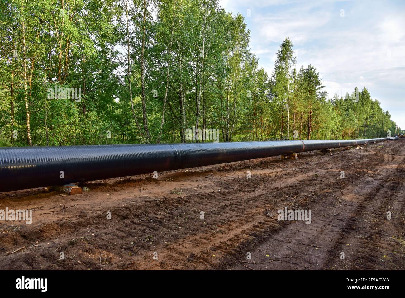 Natural gas pipeline construction work in forest area. Installation of ...