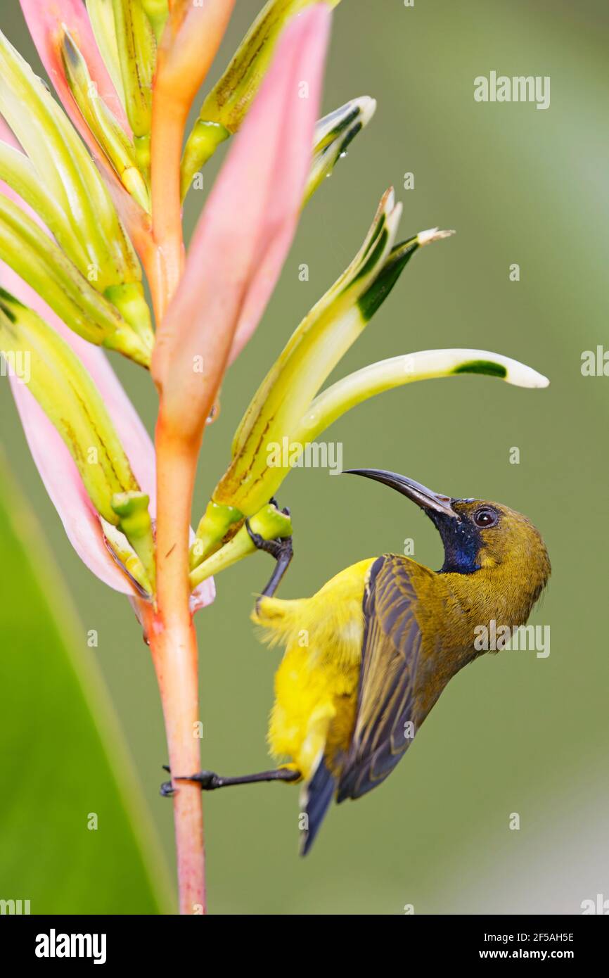 Sunbird feeding hi-res stock photography and images - Alamy