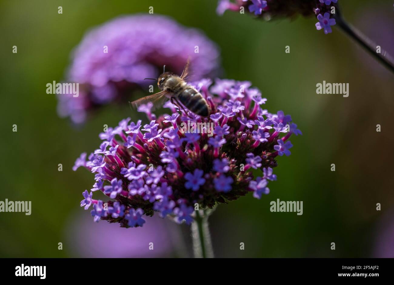 Species of sea lavender hi-res stock photography and images - Alamy