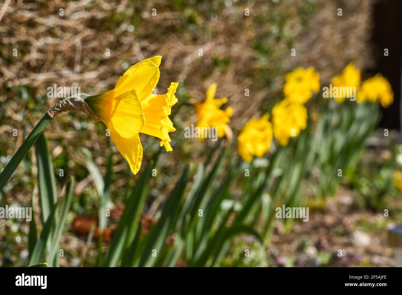 Row of daffodils hi-res stock photography and images - Alamy
