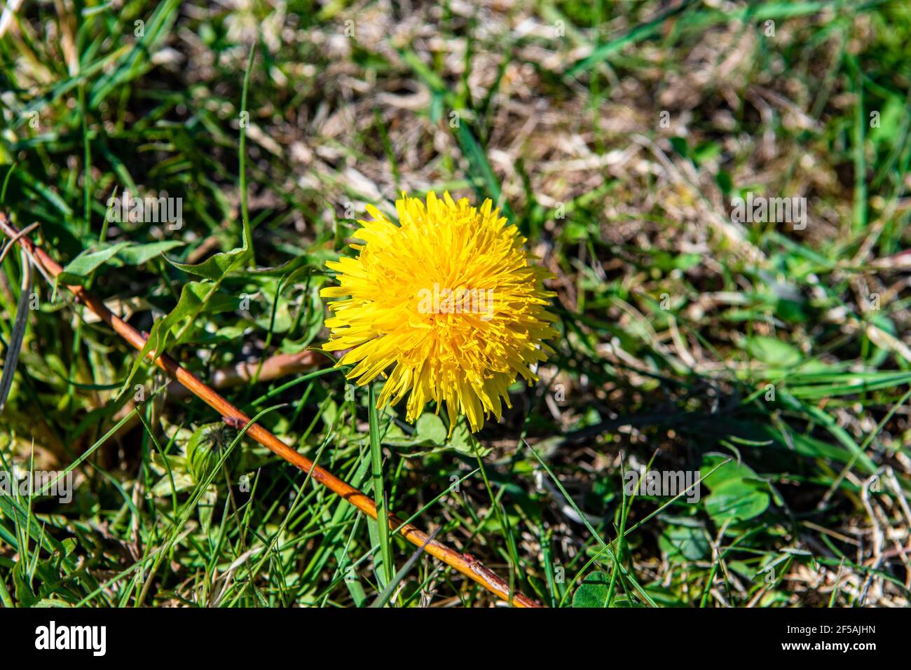 Ground dandelion grass field park High Resolution Stock Photography and ...
