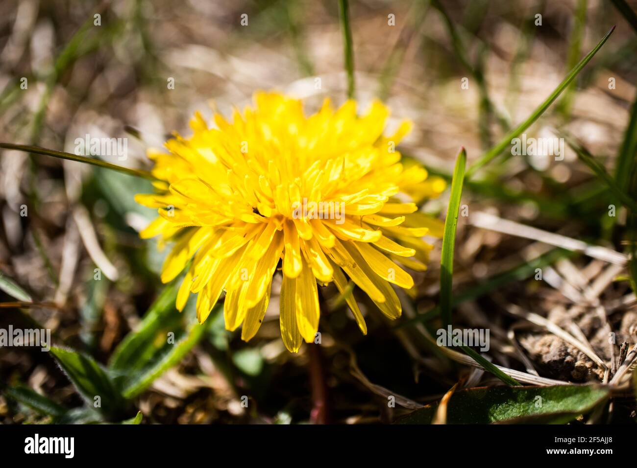 Green field with yellow dandelions. Closeup of yellow spring flowers on ...