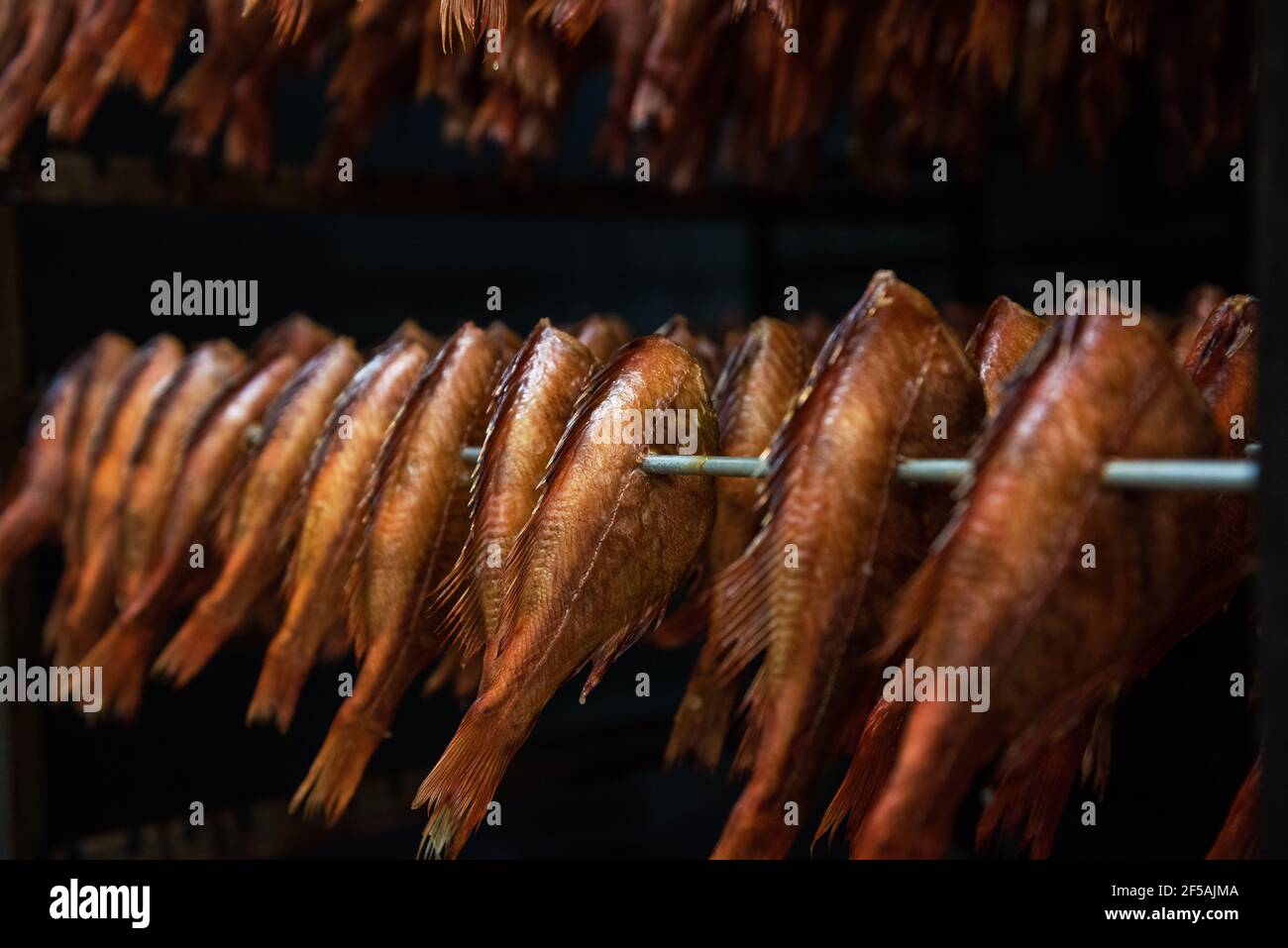 Smoking sea bass fish in smokehouse box-smoked fish production concept ...