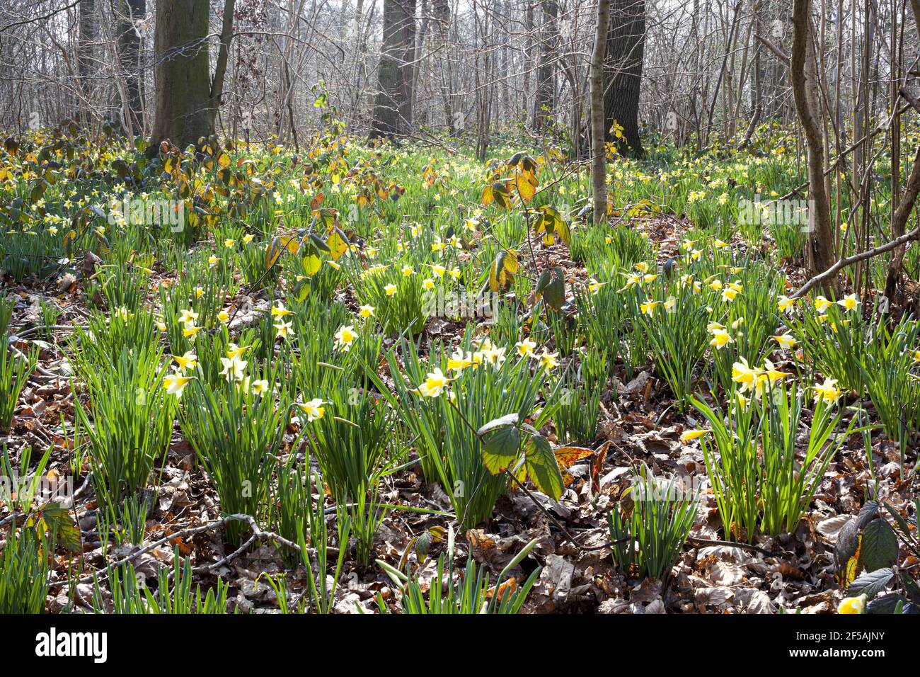 Wild daffodils (Narcissus pseudonarcissus) growing in spring at Betty ...