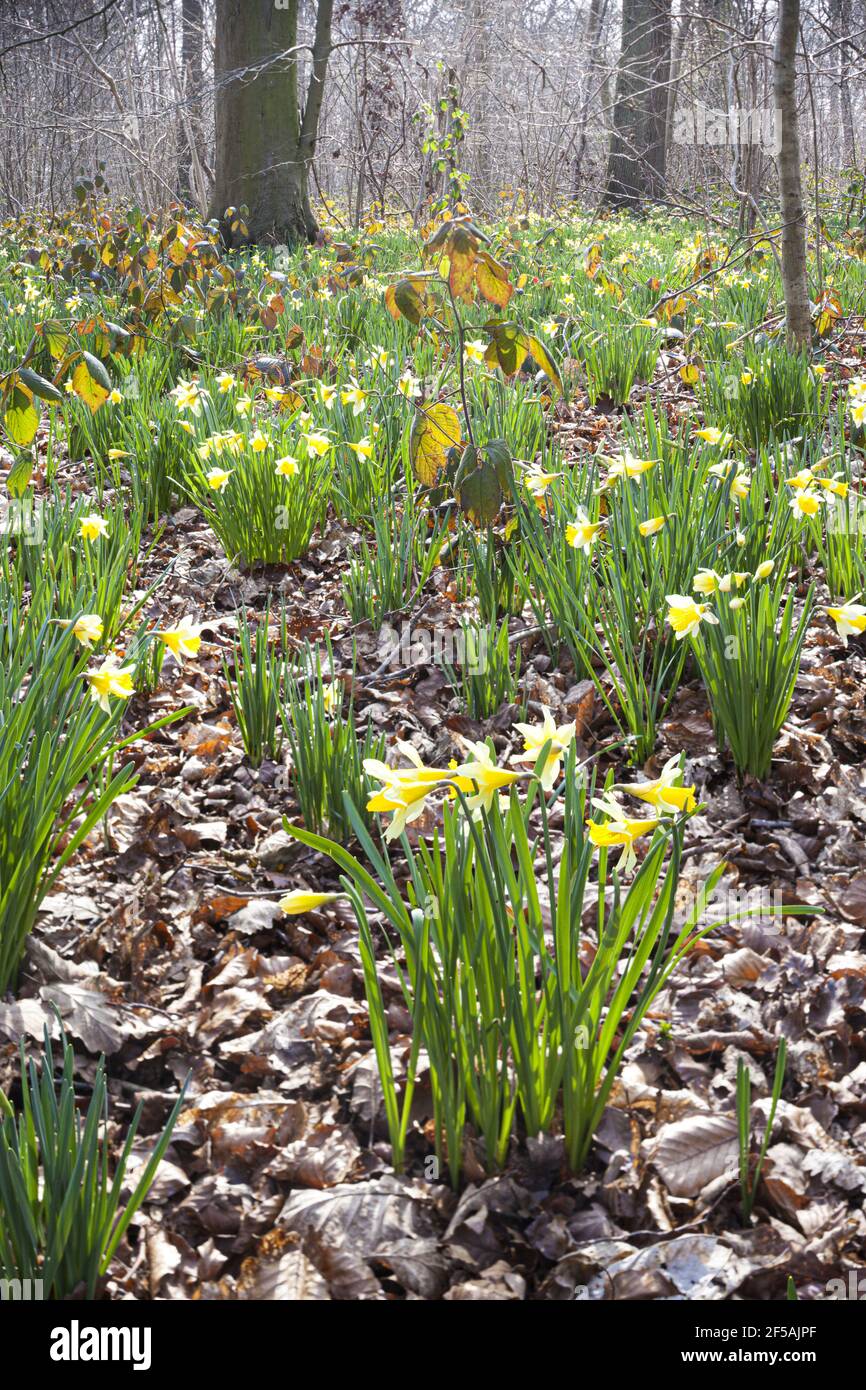 Wild daffodils (Narcissus pseudonarcissus) growing in spring at Betty ...