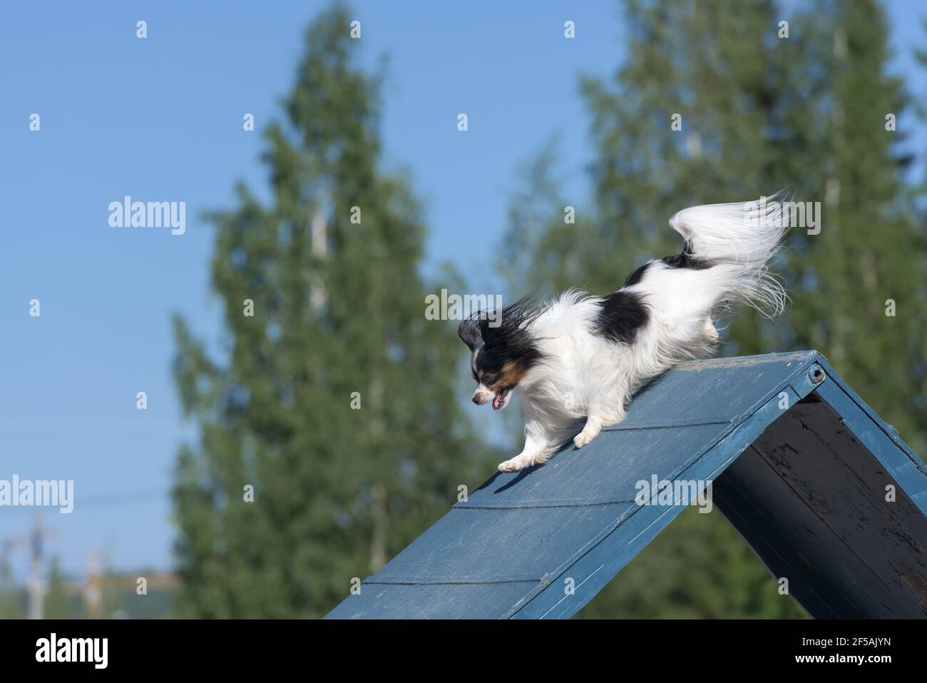 Fluffy adorable white papillon dog training and running down the wooden ...