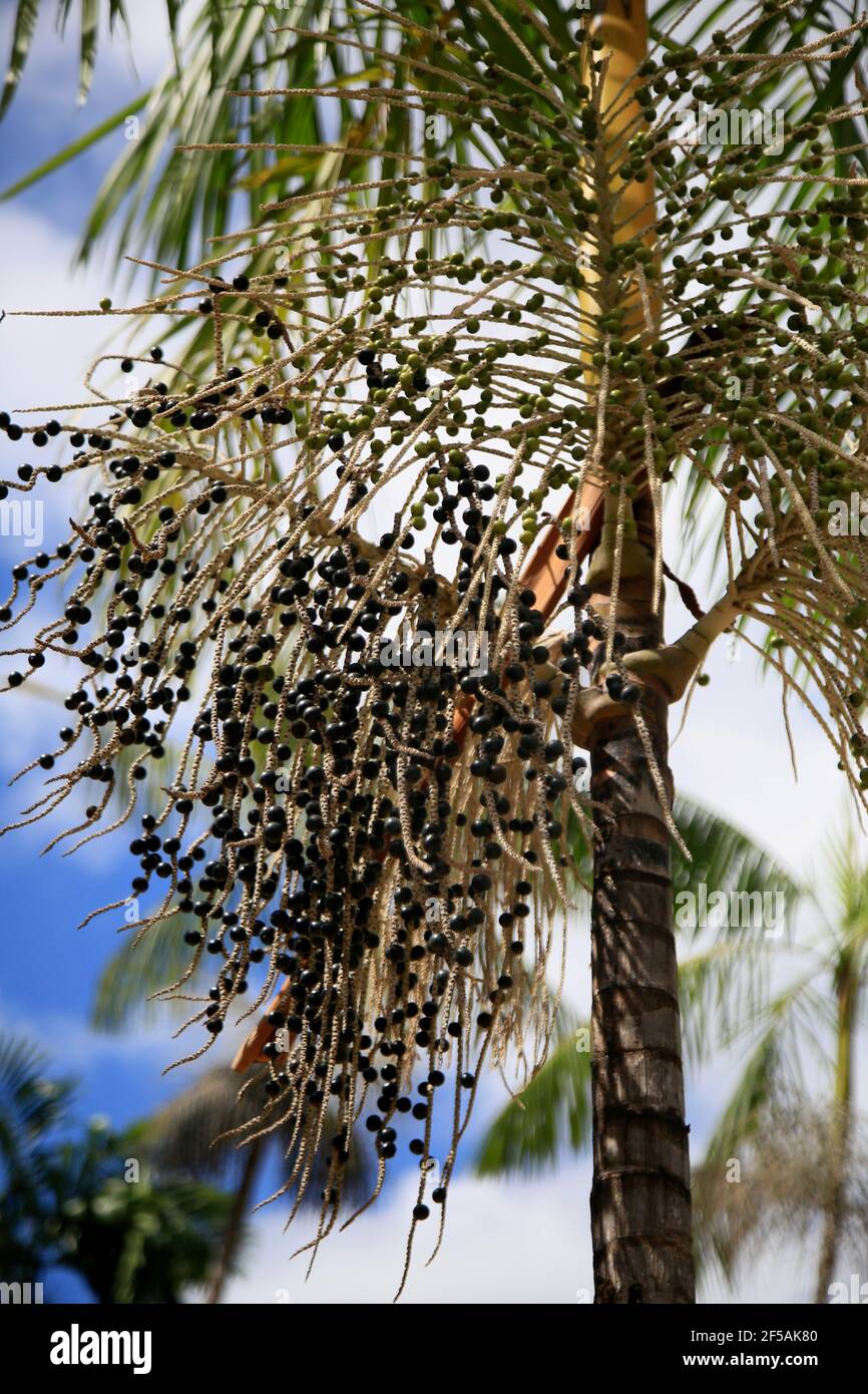 Acai palms hi-res stock photography and images - Alamy