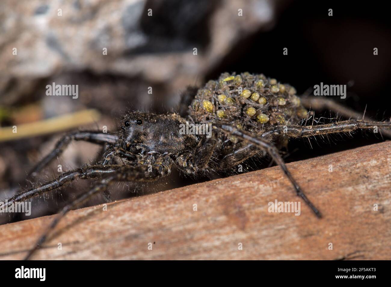 Female Wolf Spider with Spiderlings on her Abdomen Stock Photo - Alamy