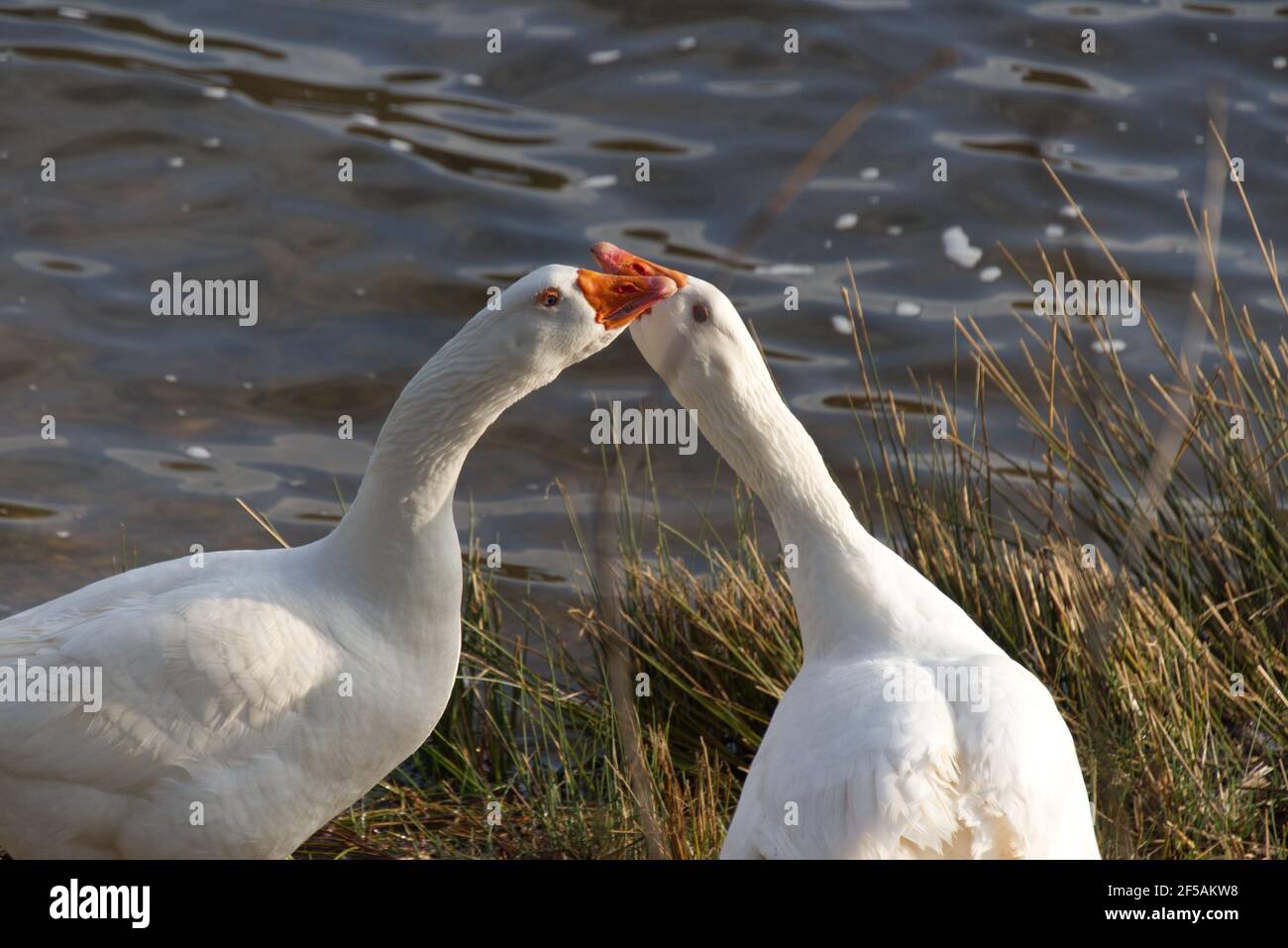 Affectionate wildlife hi-res stock photography and images - Alamy