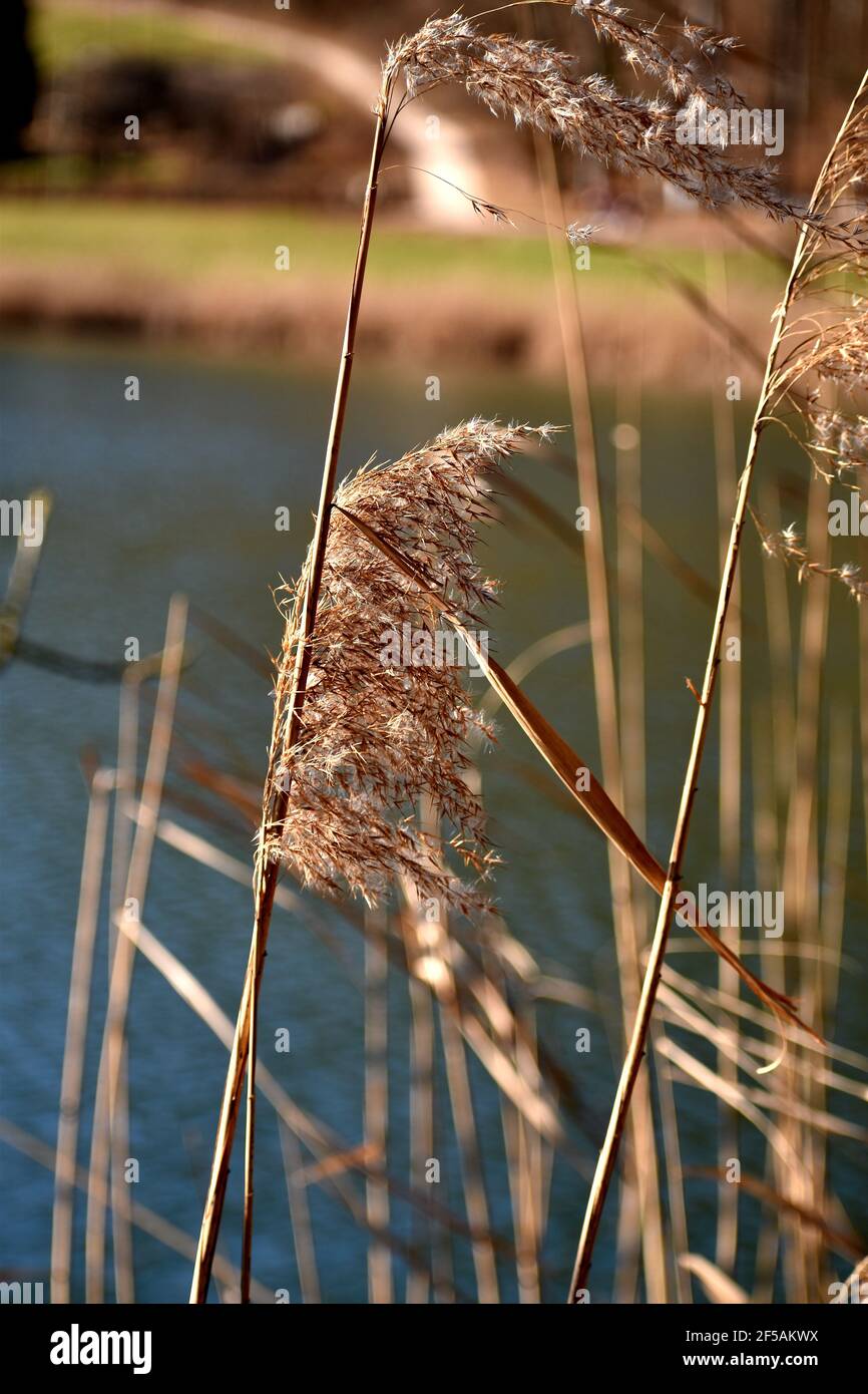 Vertical of the dry cane reeds in the lake Stock Photo - Alamy