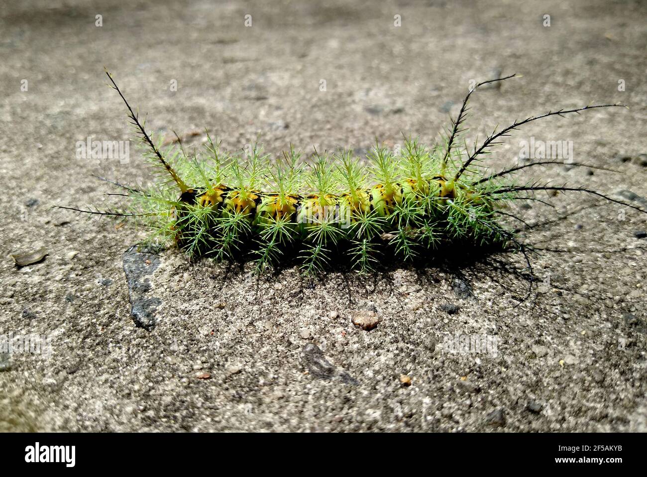 Lonomia caterpillar hi-res stock photography and images - Alamy