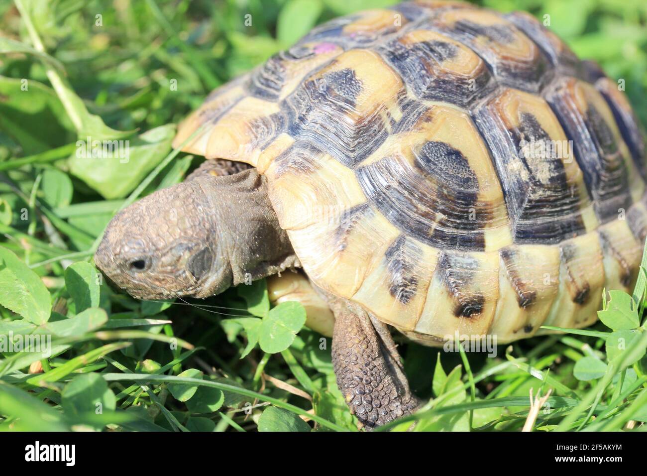 Hermann's tortoise back hi-res stock photography and images - Alamy