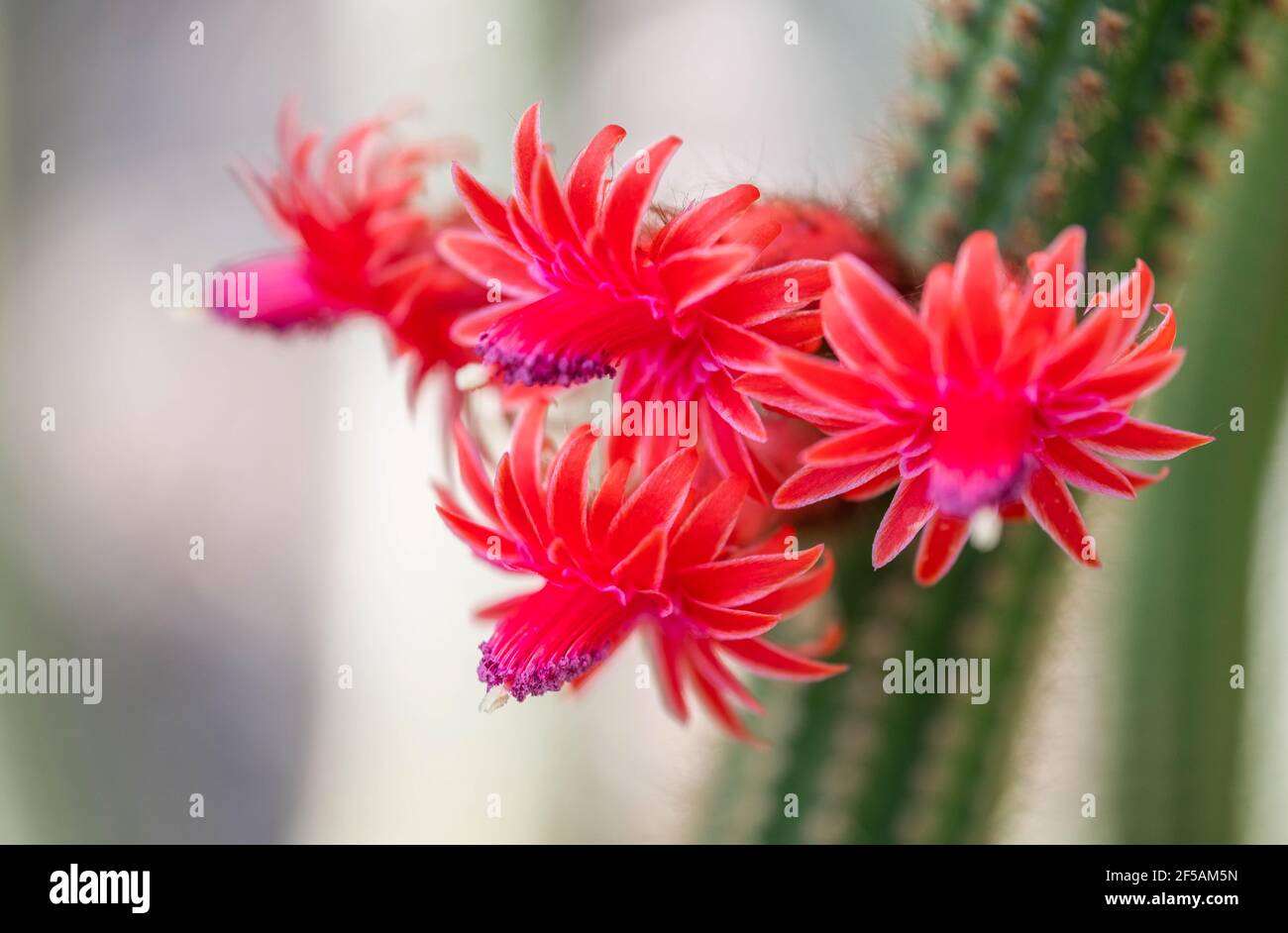 macro closeup of hot pink purple flowers of Echinopsis Lobivia hybrid ...
