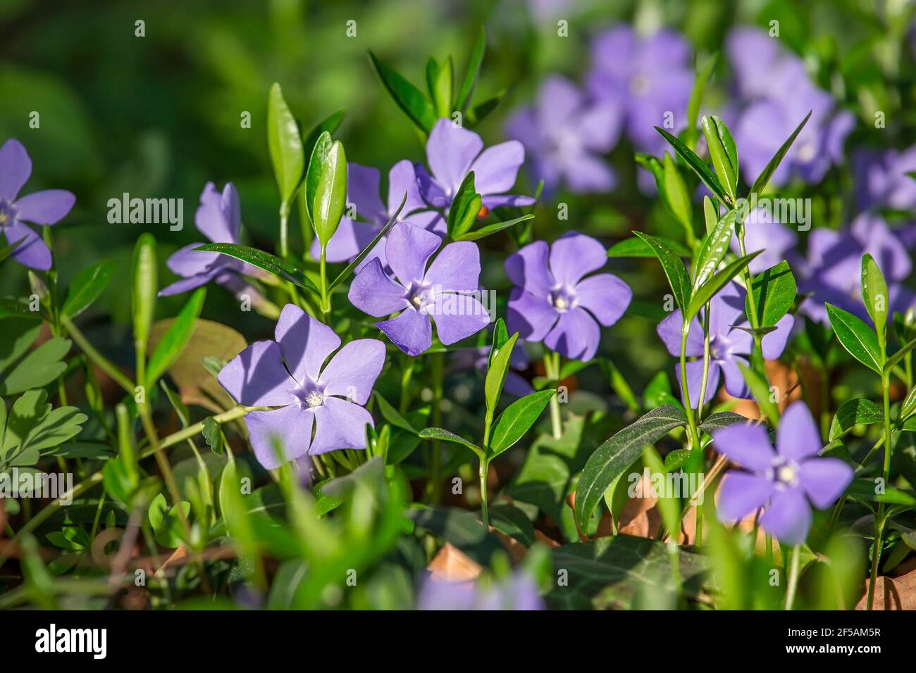Periwinkle flowers, floral outdoor background, selective focus Stock ...