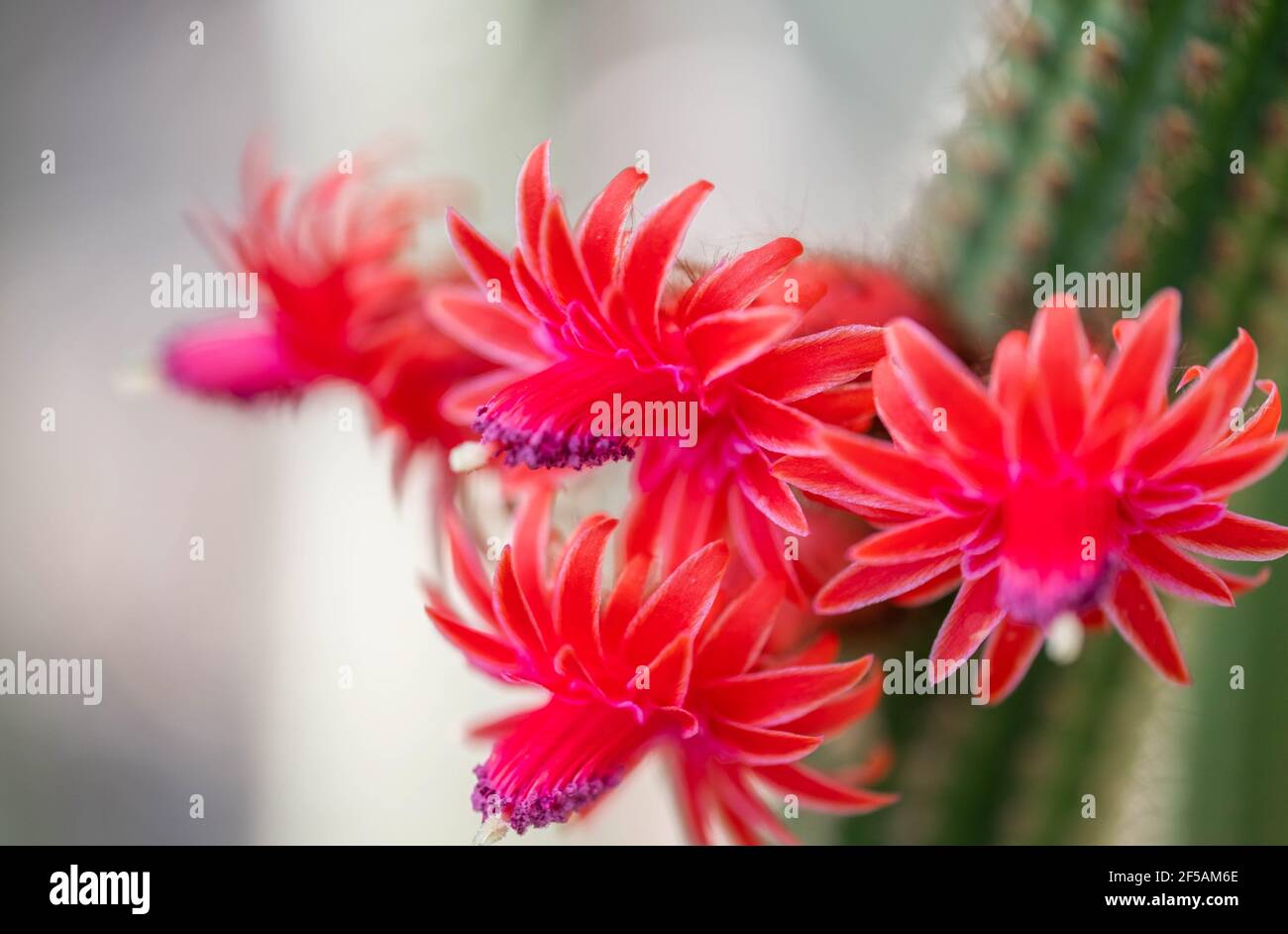 Echinopsis hybrid hi-res stock photography and images - Alamy