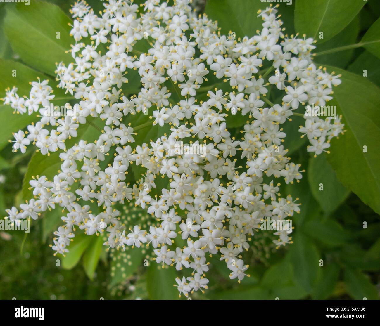 The elderflower tree. Healthy eco herbal, natural body care. Ingredient ...