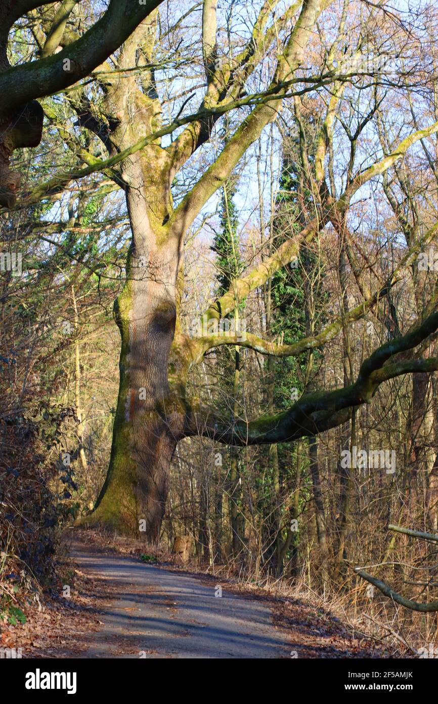 Beautiful view of the tin pathway and the trees surrounding it in the ...