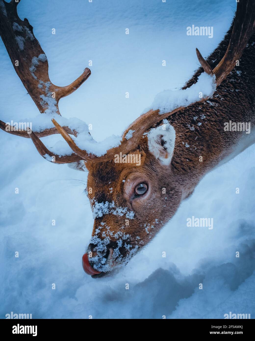 Beautiful view of a deer looking at the camera standing on the ground ...