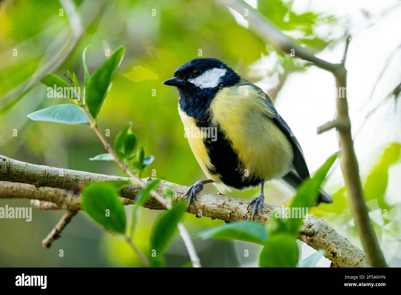 The Great Tit (Parus major) is a common garden bird Stock Photo - Alamy