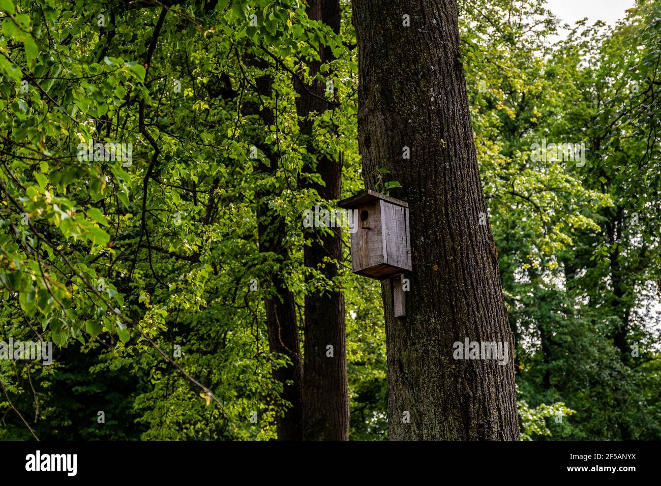 Urban bird nest hi-res stock photography and images - Alamy