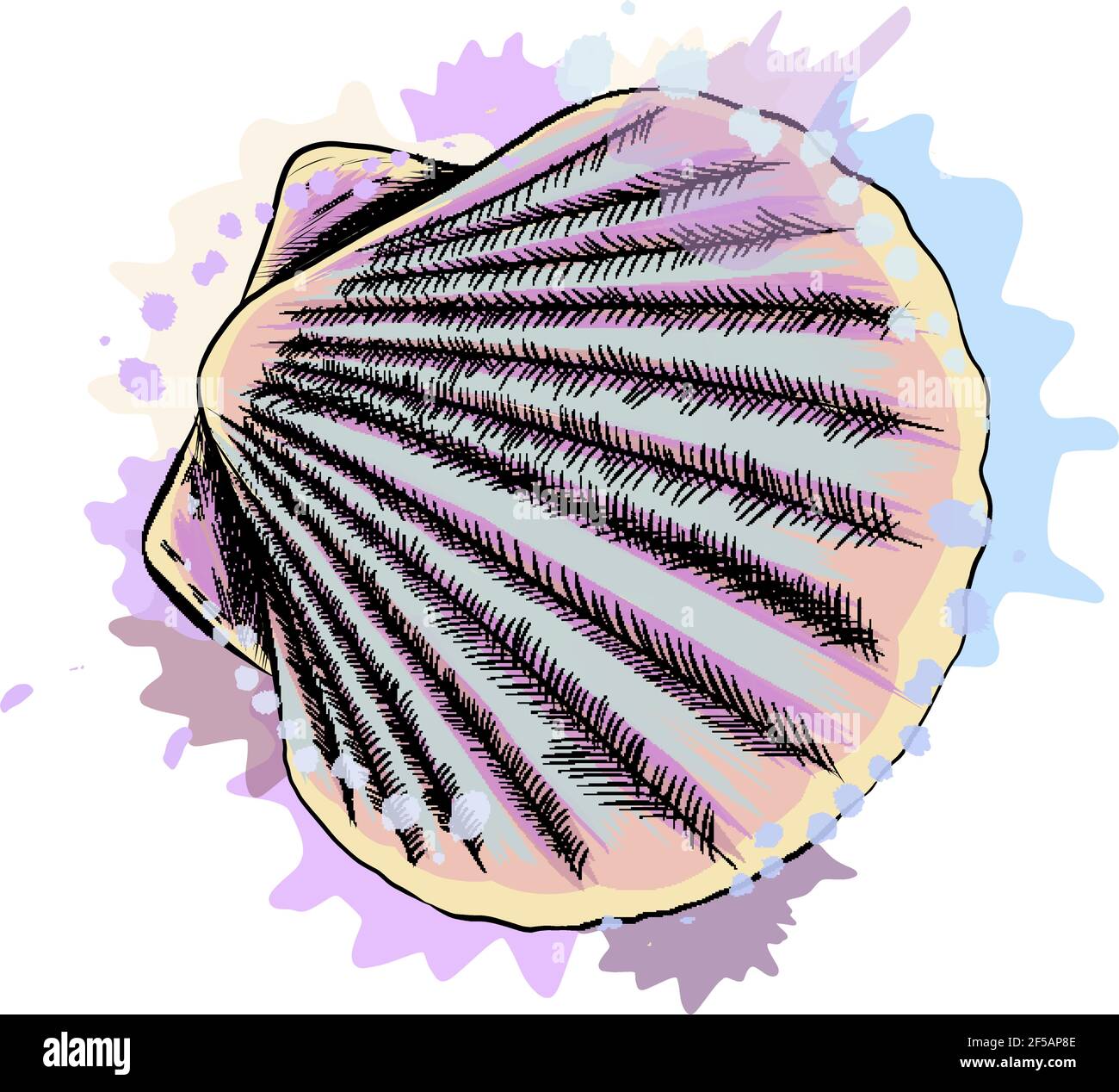 Top view, sea shell scallops from a splash of watercolor, colored ...