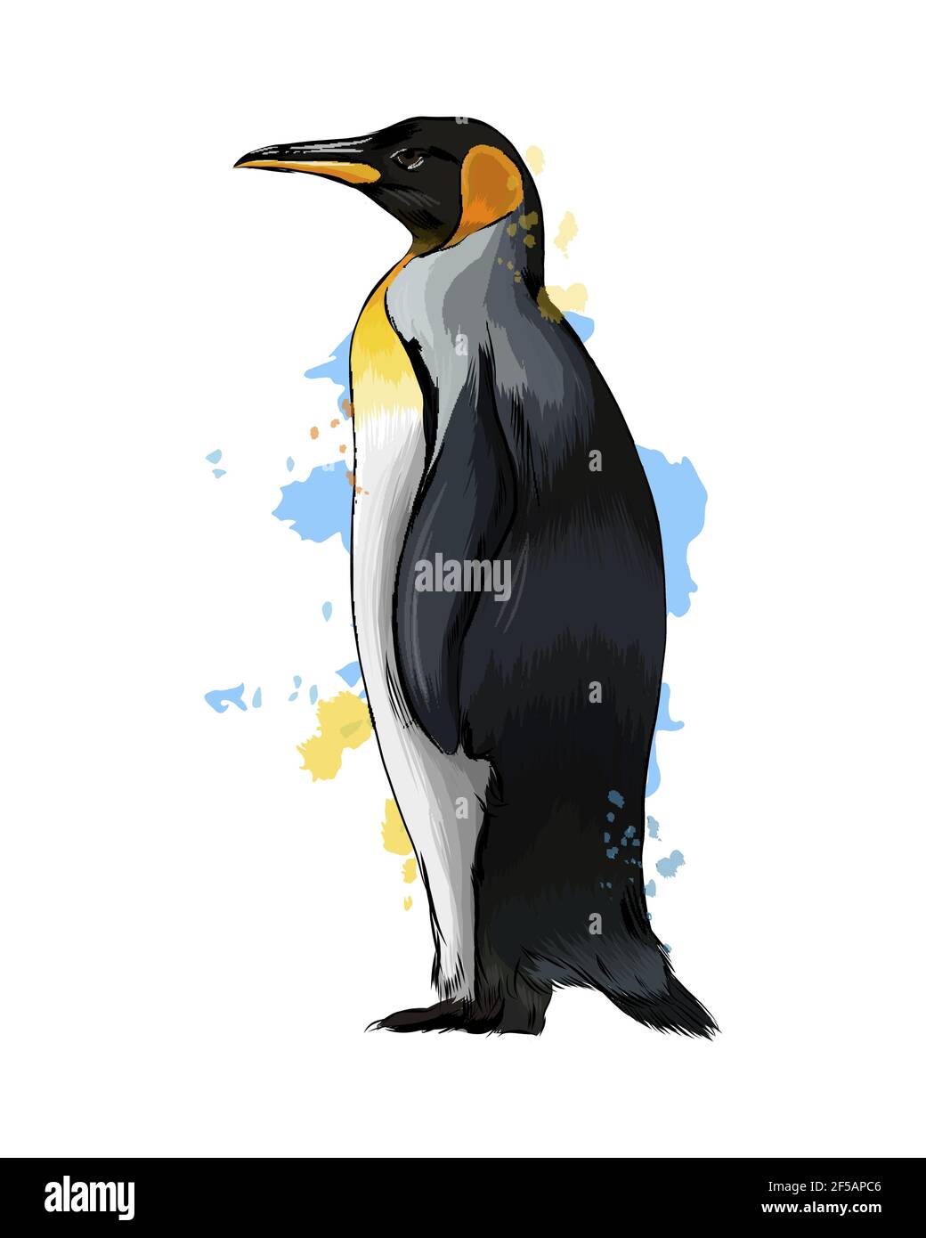 Emperor penguin from a splash of watercolor, colored drawing, realistic ...