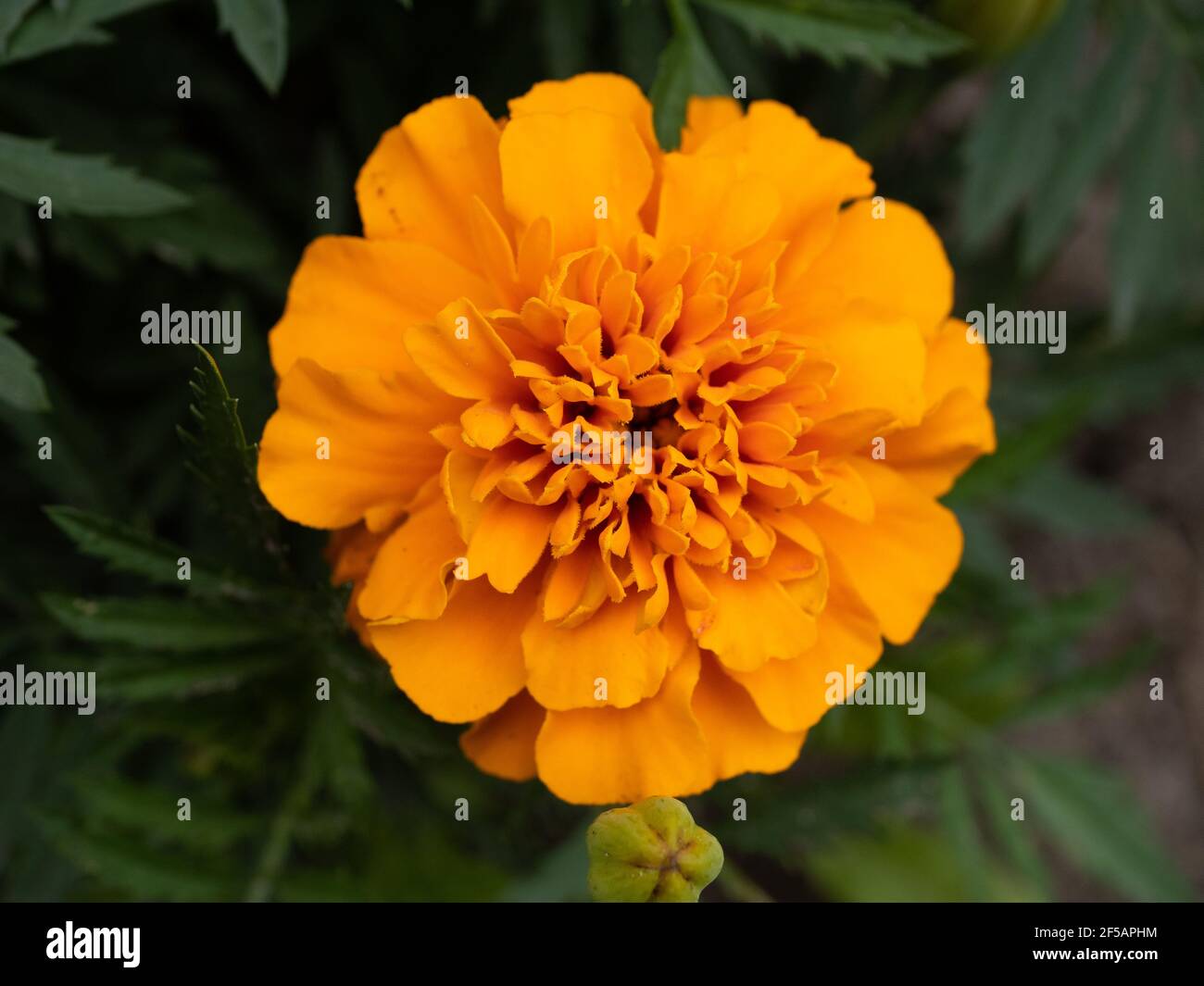Marigolds (Tagetes erecta, Mexican marigold, Aztec marigold, African ...