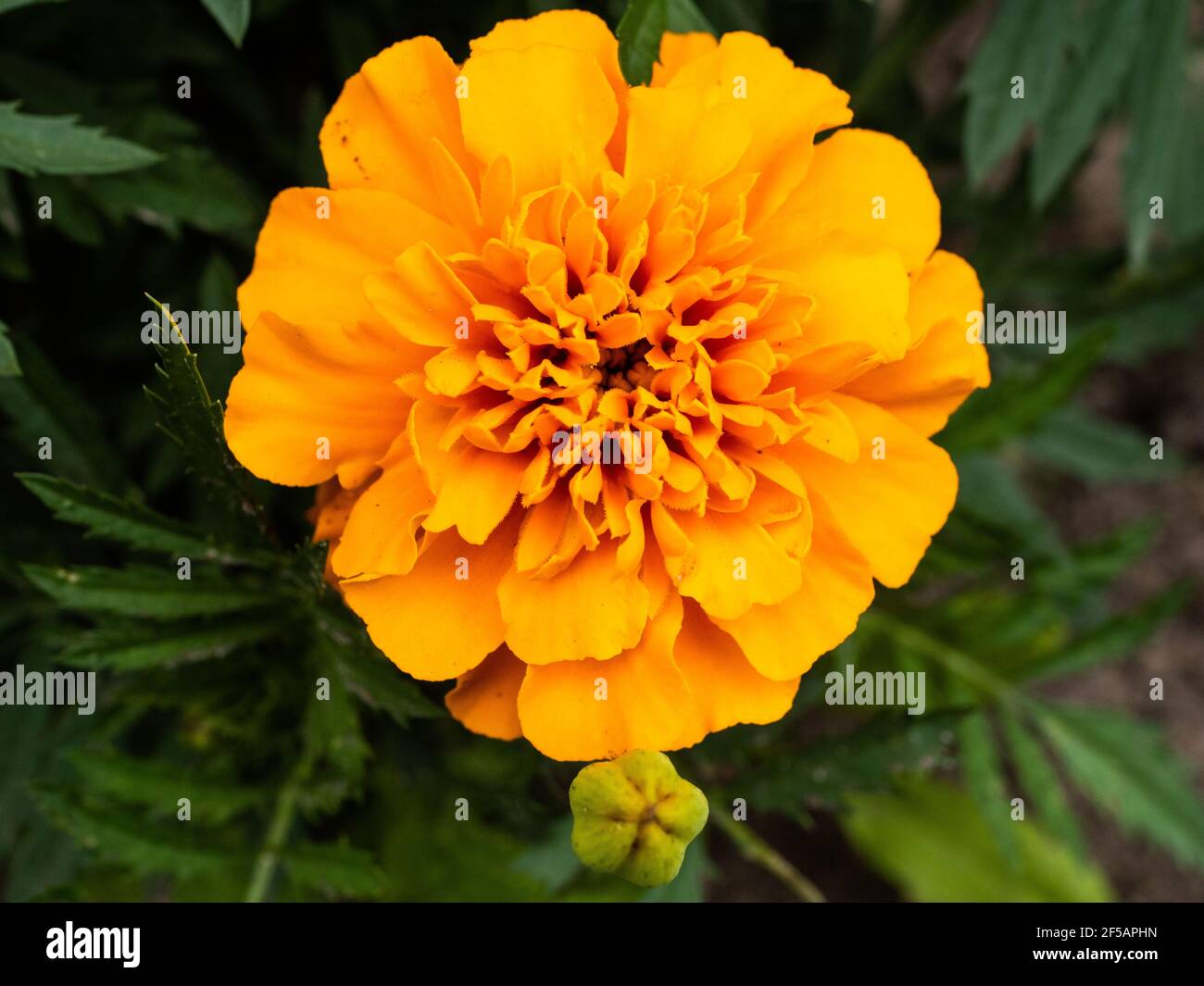 Marigolds (Tagetes erecta, Mexican marigold, Aztec marigold, African ...