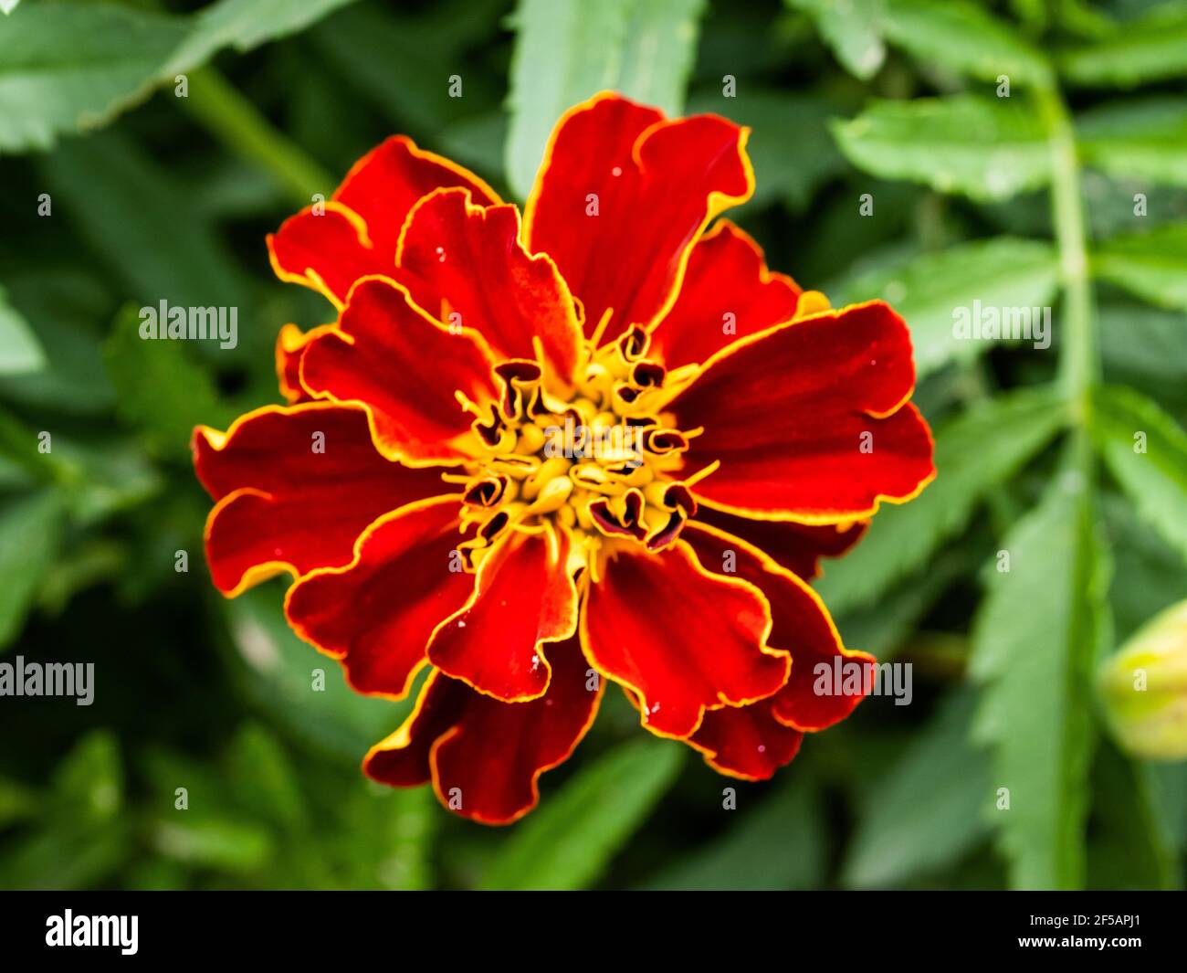 Marigolds (Tagetes erecta, Mexican marigold, Aztec marigold, African ...