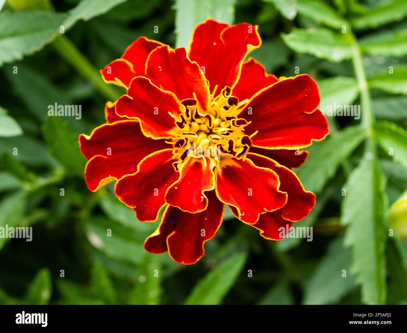 Marigold plant varieties hi-res stock photography and images - Alamy