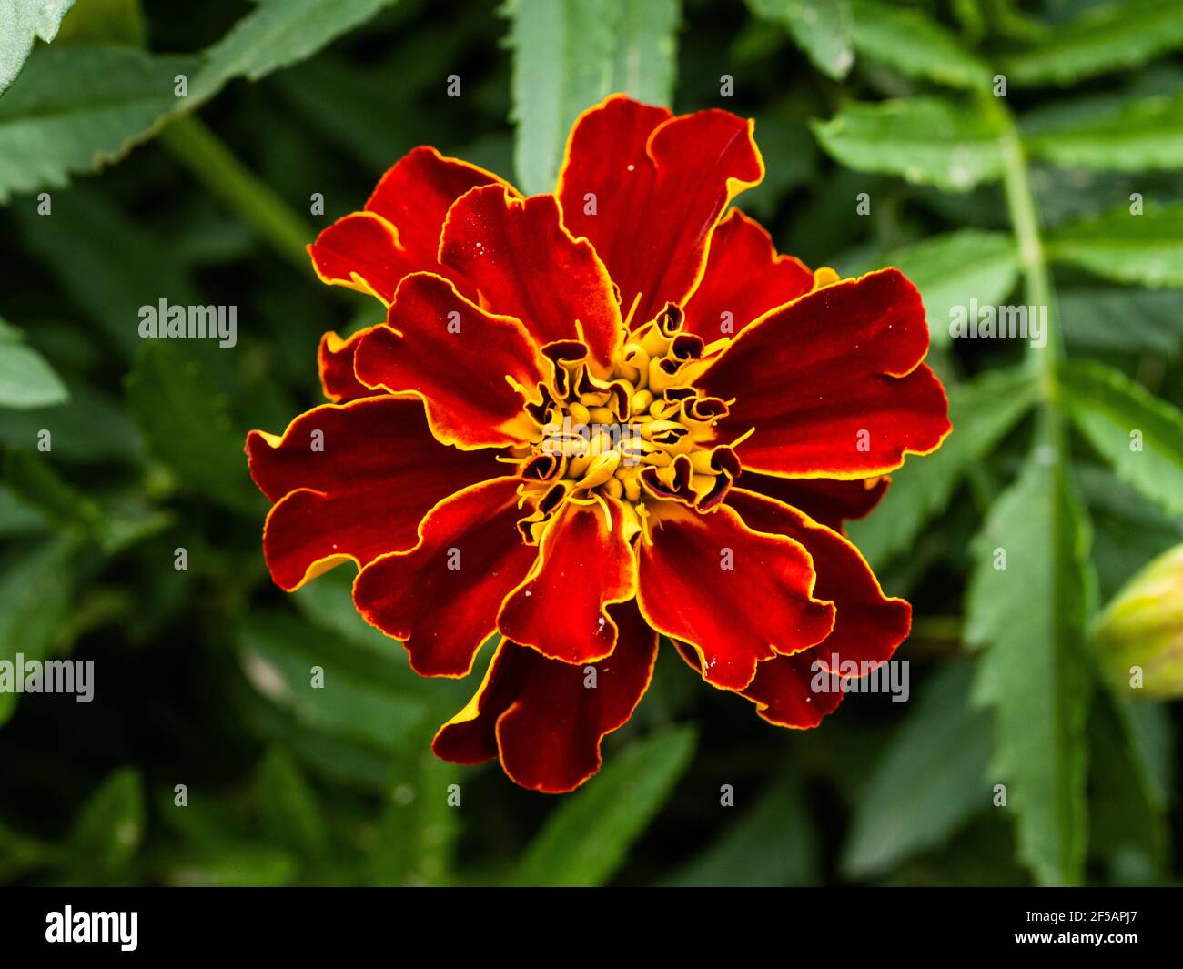 Marigolds (Tagetes erecta, Mexican marigold, Aztec marigold, African ...