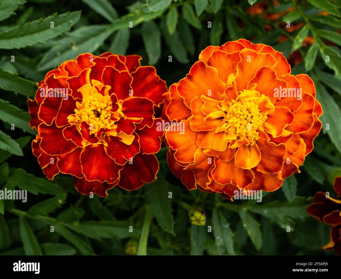 Marigolds (Tagetes erecta, Mexican marigold, Aztec marigold, African ...