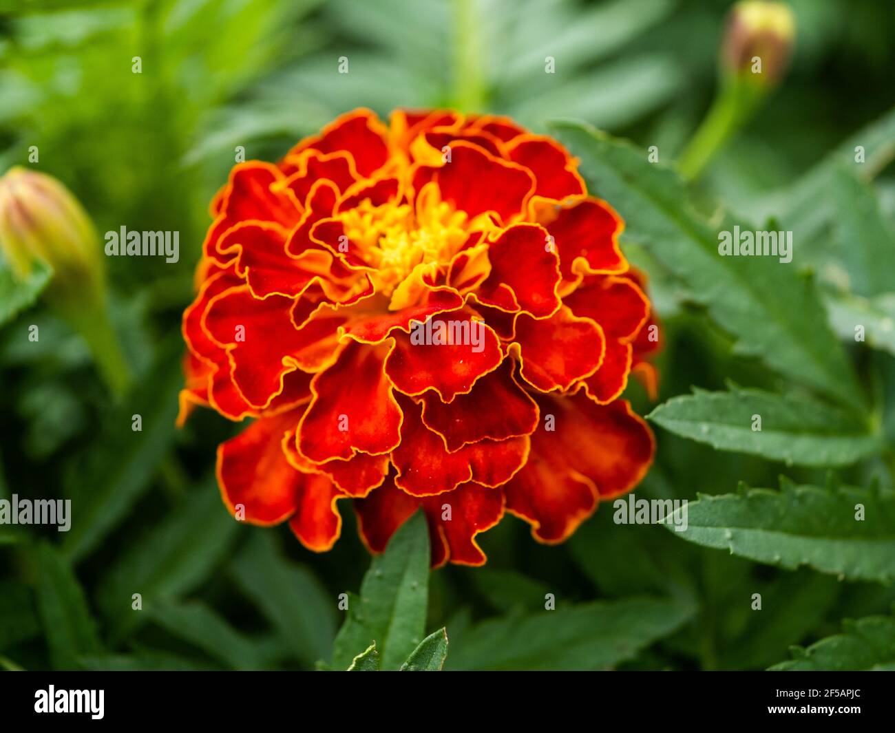 Marigolds (Tagetes erecta, Mexican marigold, Aztec marigold, African ...