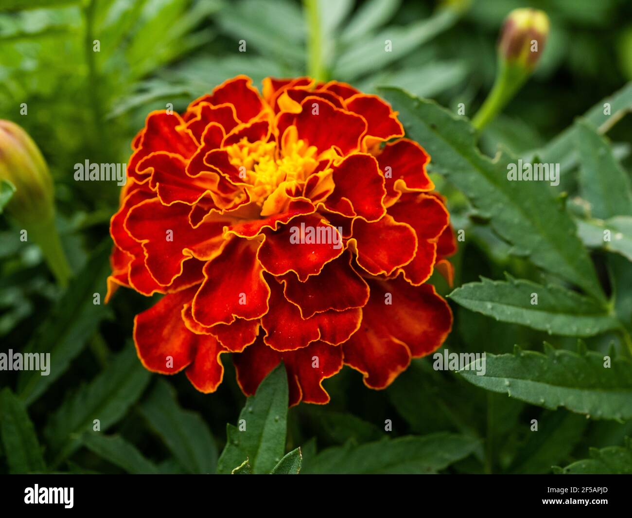 Marigolds (Tagetes erecta, Mexican marigold, Aztec marigold, African ...